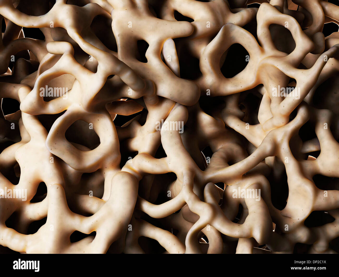 Normal bone structure hi-res stock photography and images - Alamy