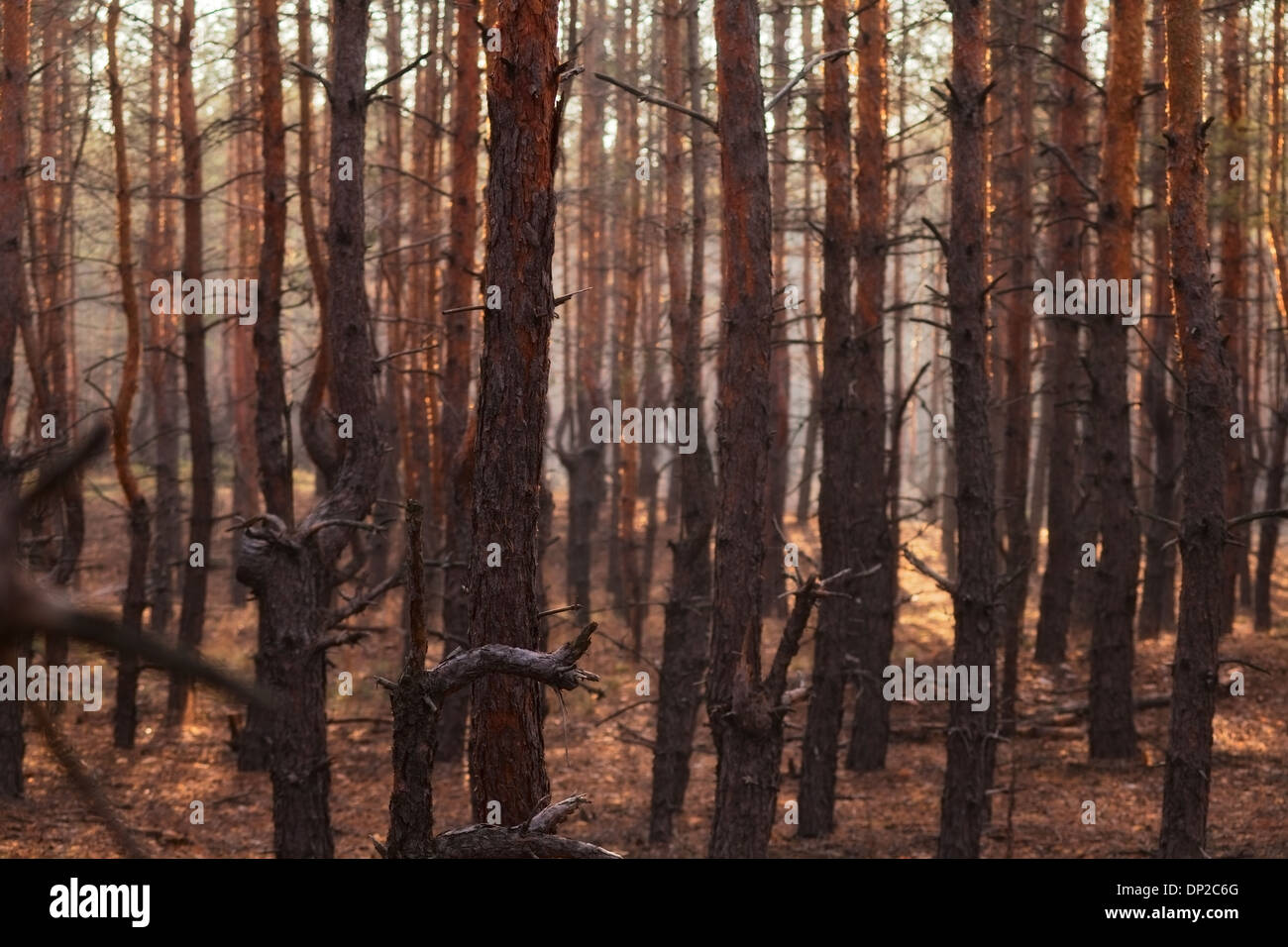 Many pine trees in hi-res stock photography and images - Alamy