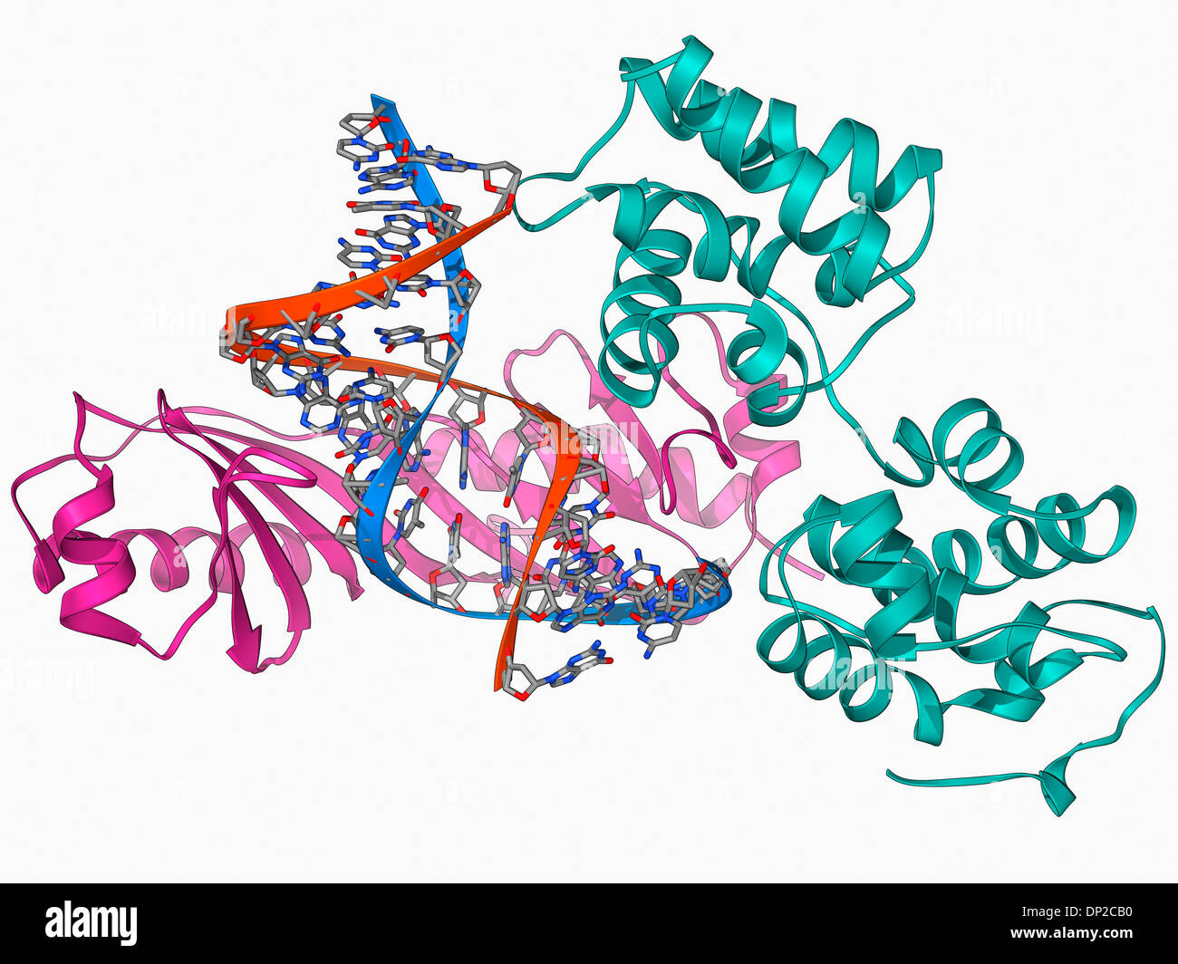 TATA box-binding protein complex Stock Photo - Alamy