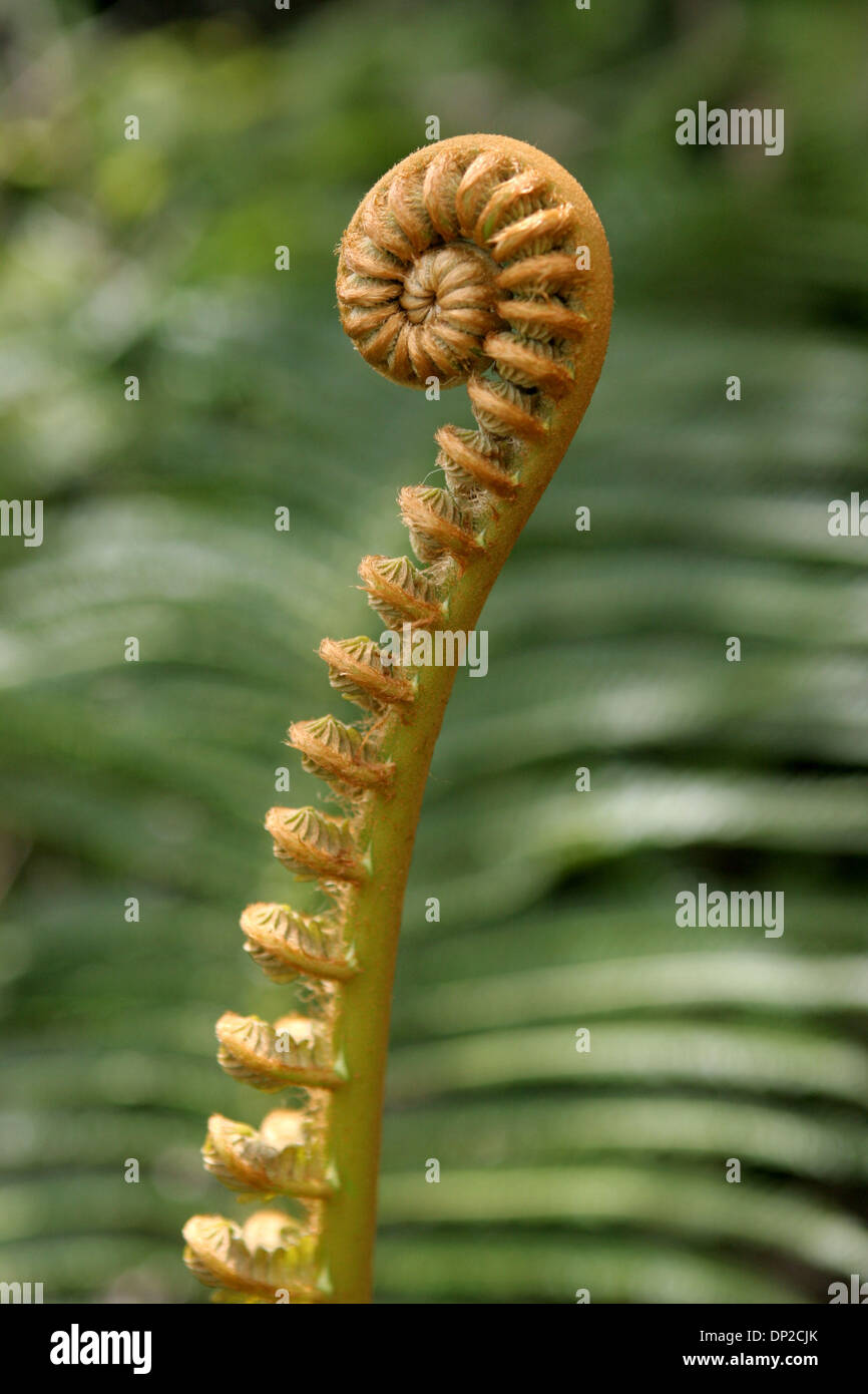 May 27, 2006; Kauai, HI, USA; A Fiddlehead Fern on the Hawaiian island ...
