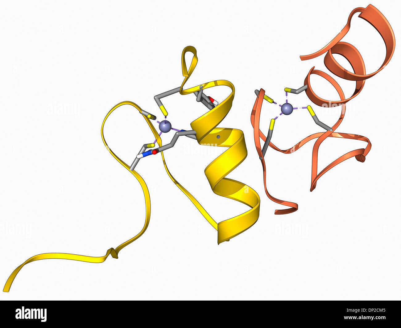 Gata transcription factor hi-res stock photography and images - Alamy