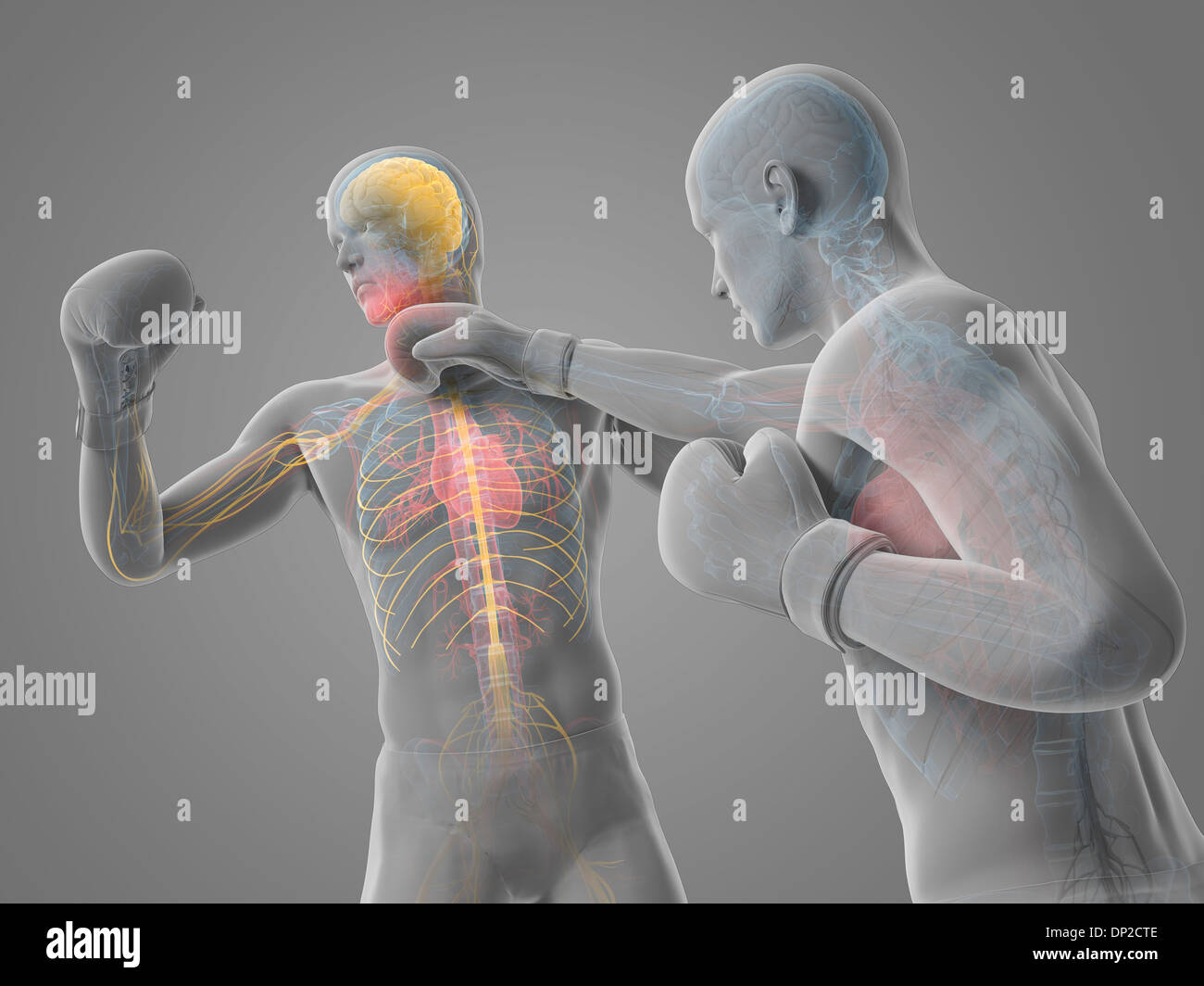 Boxing brain hi-res stock photography and images - Alamy
