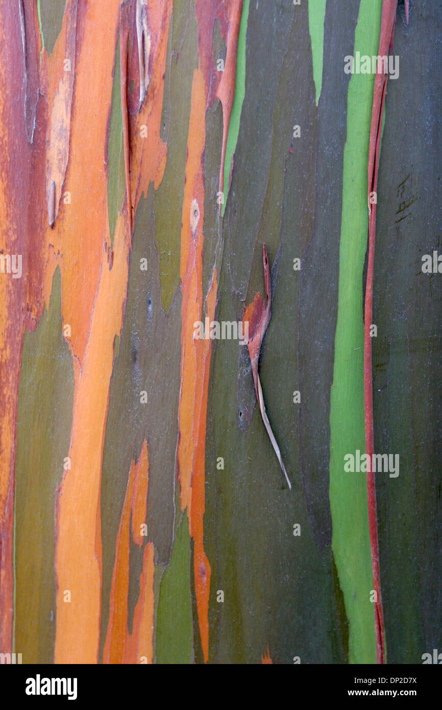 May 28, 2006; Kauai, HI, USA; The ccolorful bark of a Eucalyptus tree ...