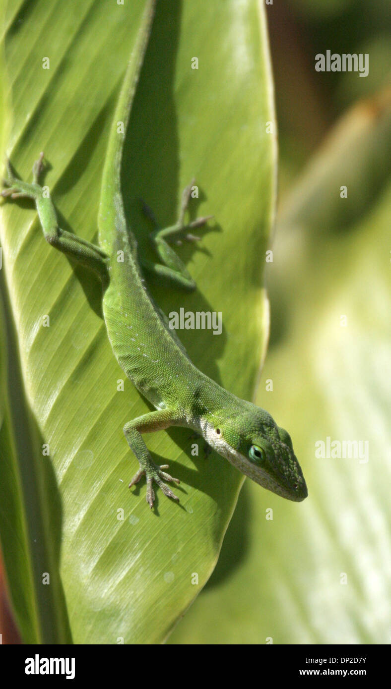 May 28, 2006; Kauai, HI, USA; A Gecko lizard blends in with the lush ...