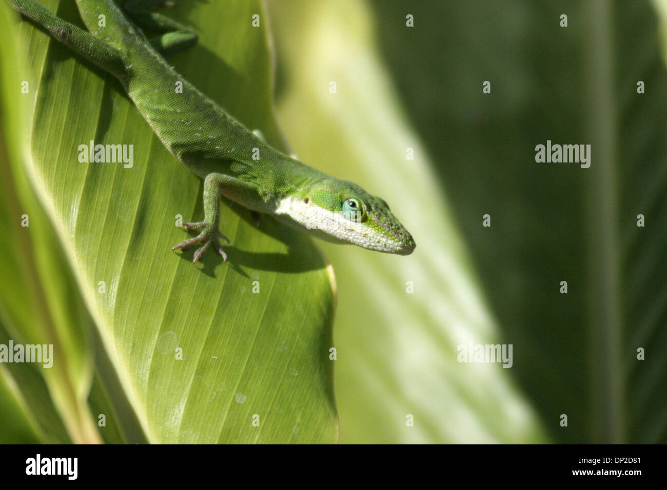 May 28, 2006; Kauai, HI, USA; A Gecko lizard blends in with the lush ...