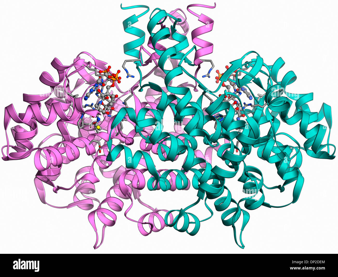 Citric acid cycle krebs cycle hi-res stock photography and images - Alamy