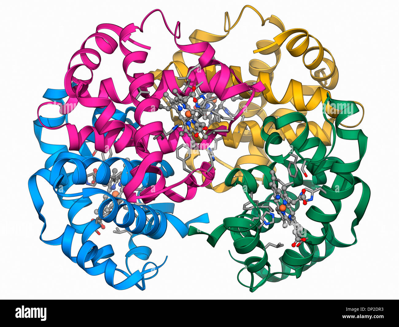 Haemoglobin protein hi-res stock photography and images - Alamy