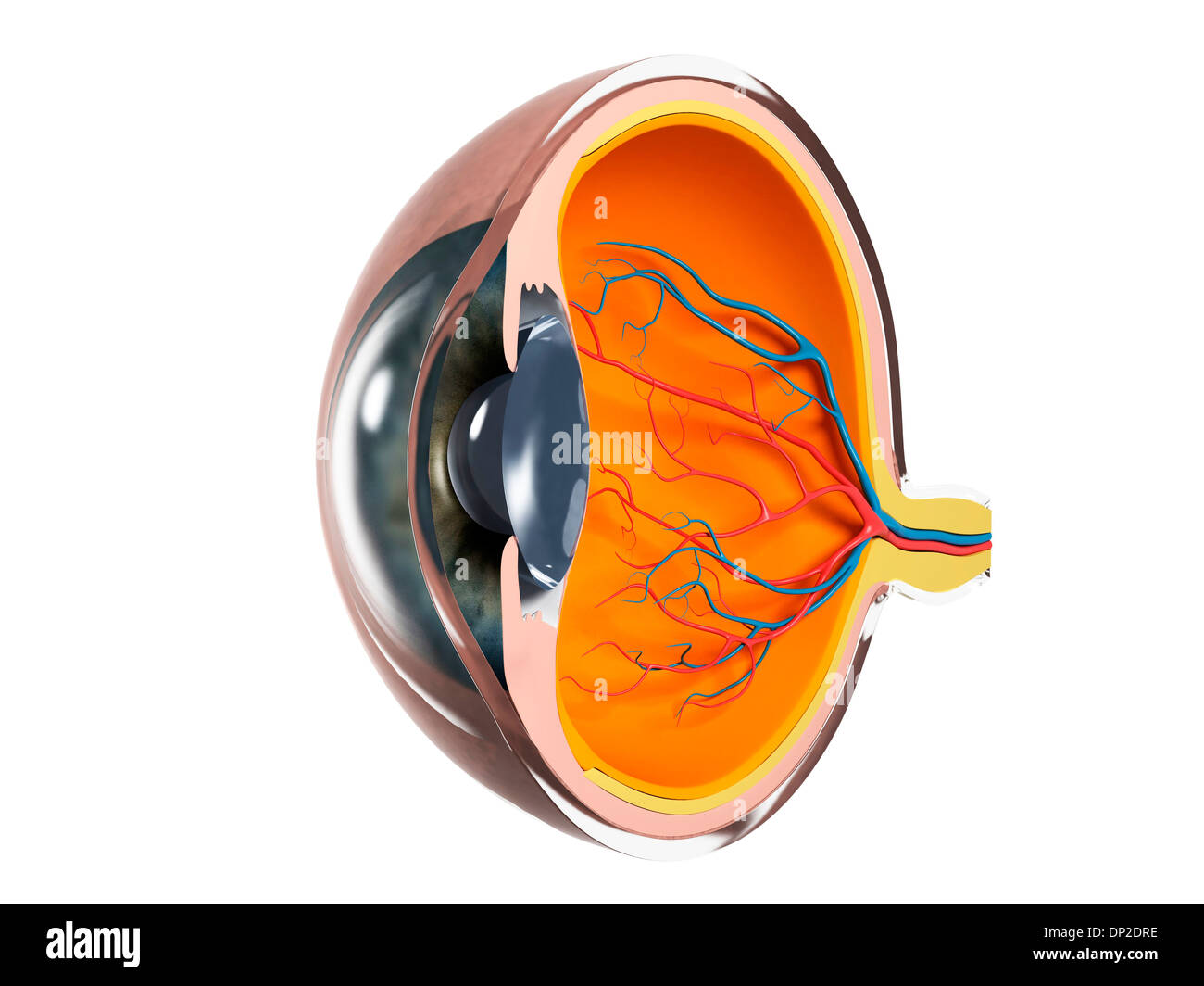 Eyeball retina cross section hi-res stock photography and images - Alamy