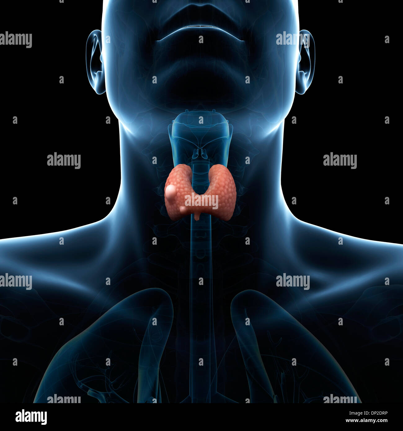Cancer gland hi-res stock photography and images - Alamy