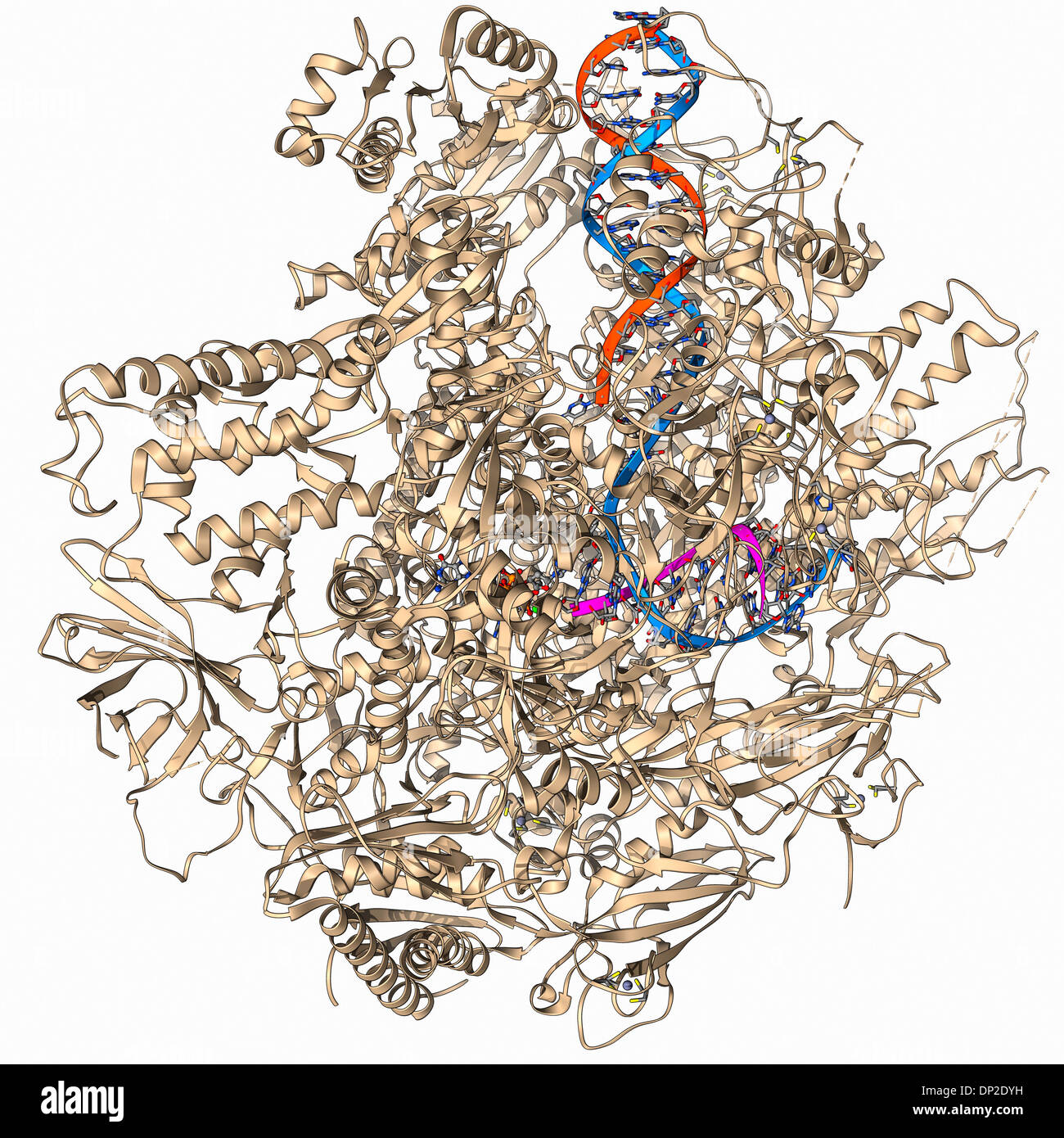 DNA transcription, molecular model Stock Photo - Alamy