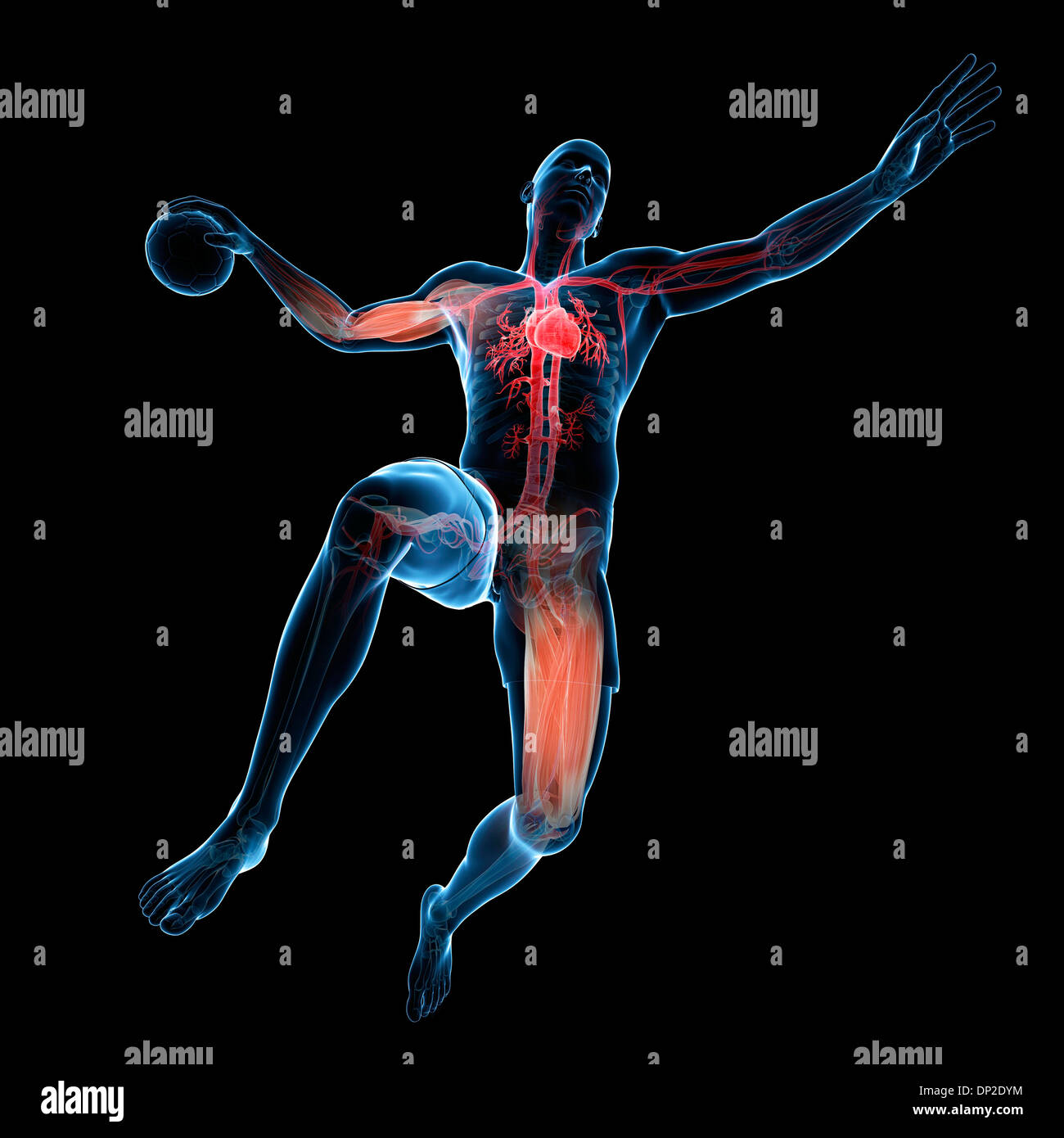 Anatomy of handball player hi-res stock photography and images - Alamy