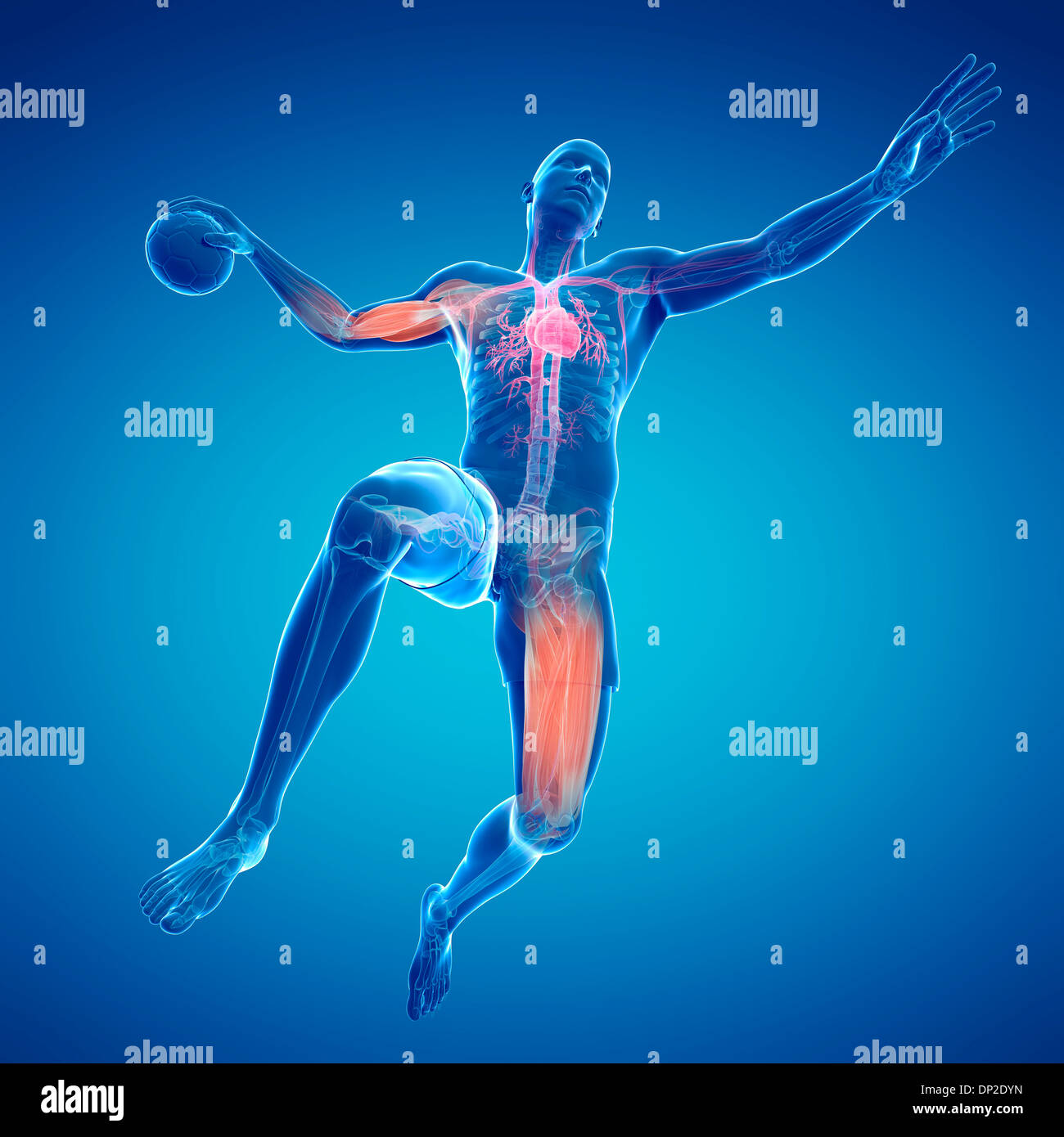 Anatomy of handball player hi-res stock photography and images - Alamy