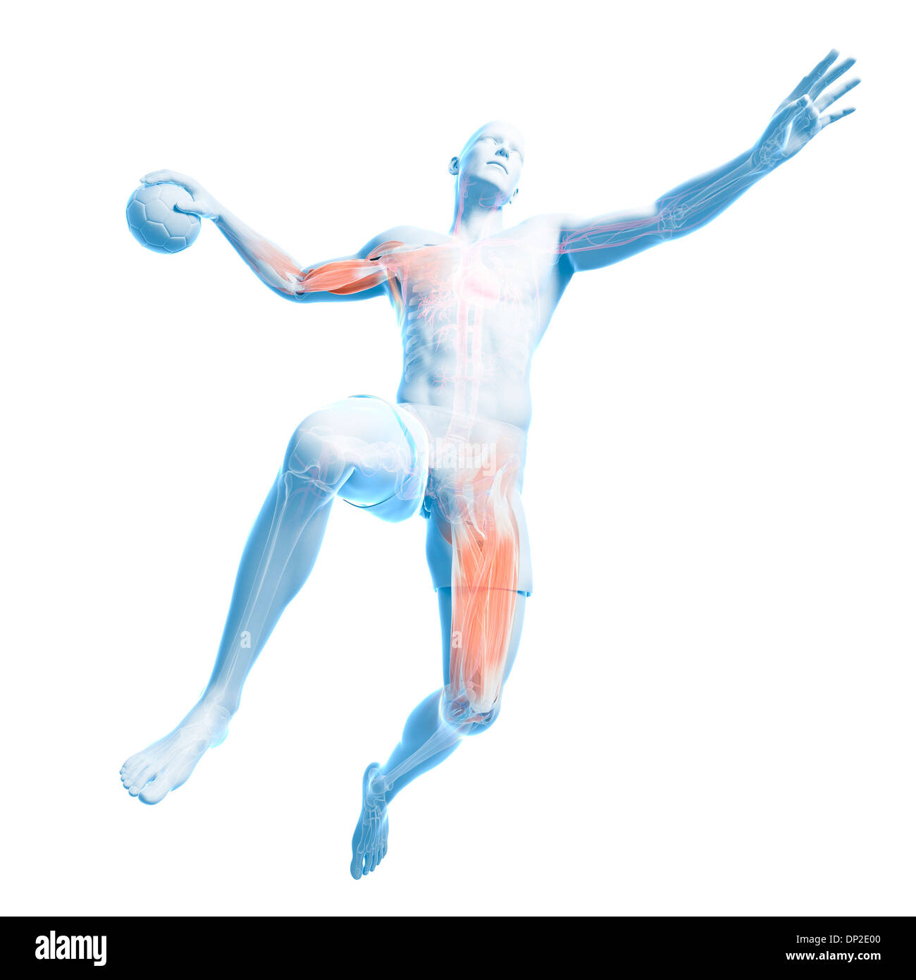 Anatomy of handball player hi-res stock photography and images - Alamy
