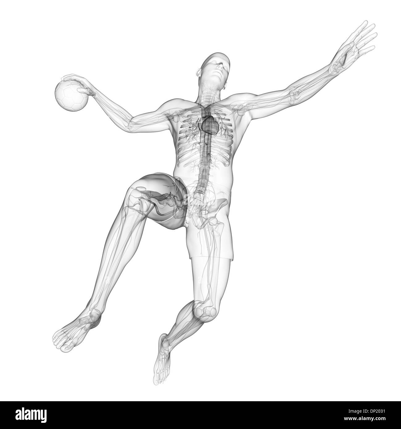 Anatomy of handball player hi-res stock photography and images - Alamy