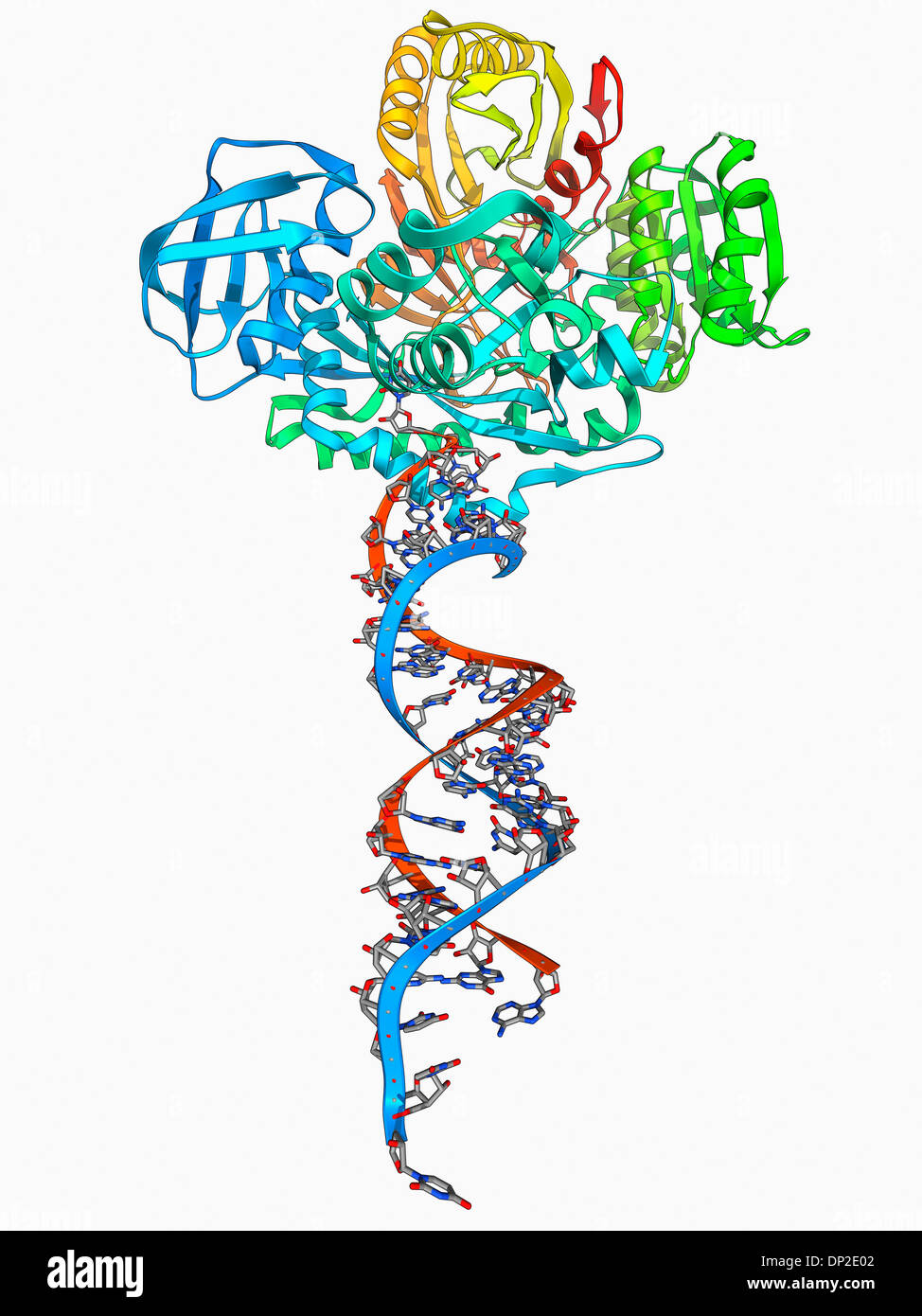 RNA-induced silencing complex Stock Photo - Alamy