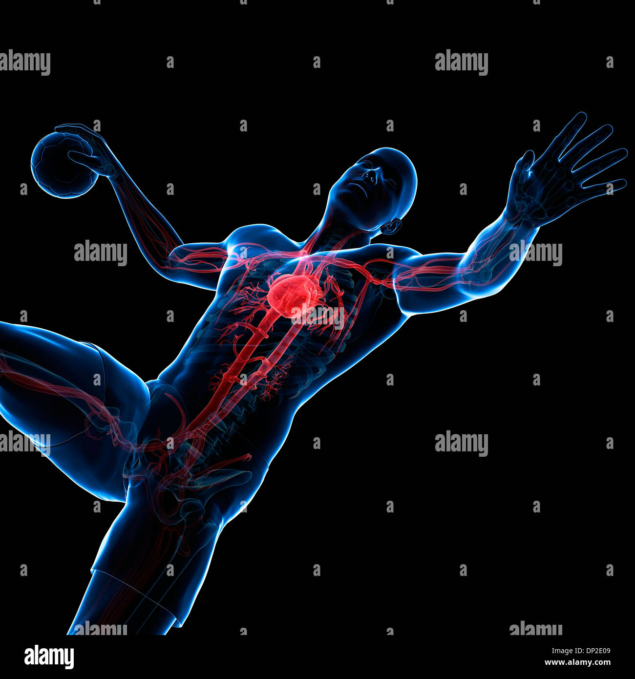 Anatomy of handball player hi-res stock photography and images - Alamy