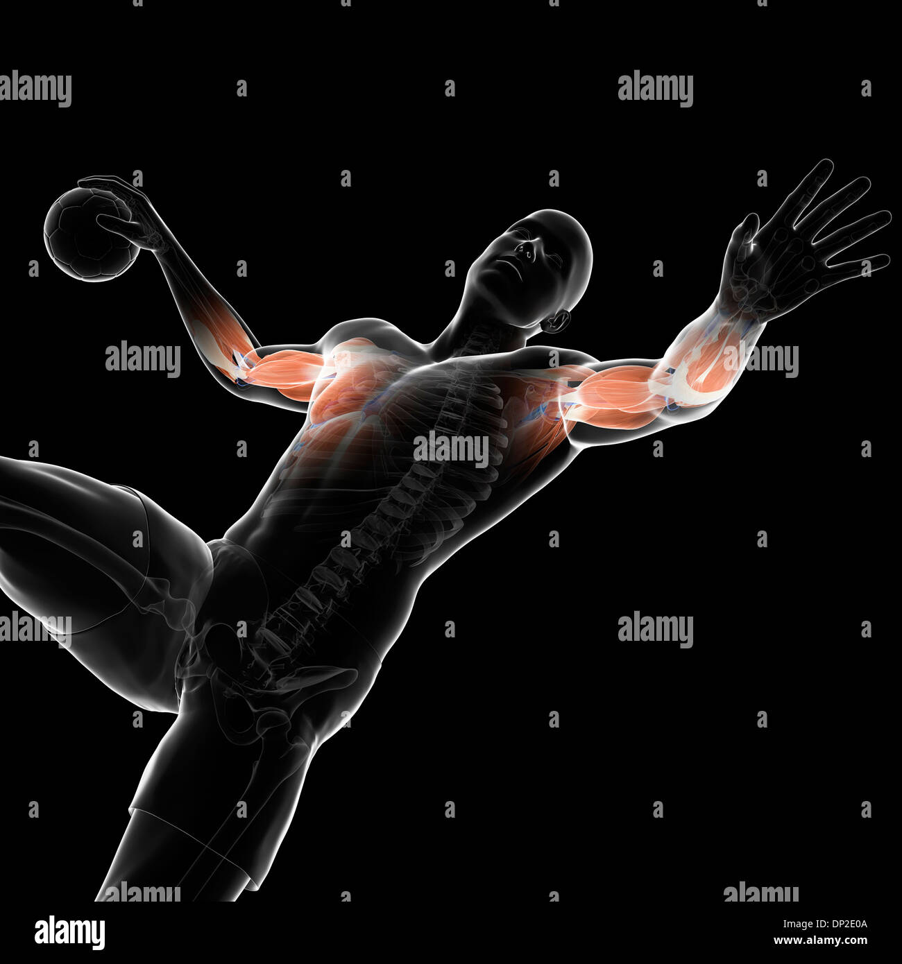 Anatomy of handball player hi-res stock photography and images - Alamy