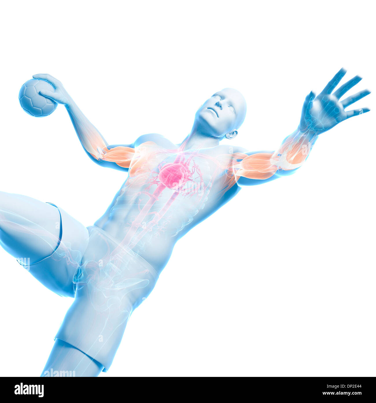 Anatomy of handball player hi-res stock photography and images - Alamy