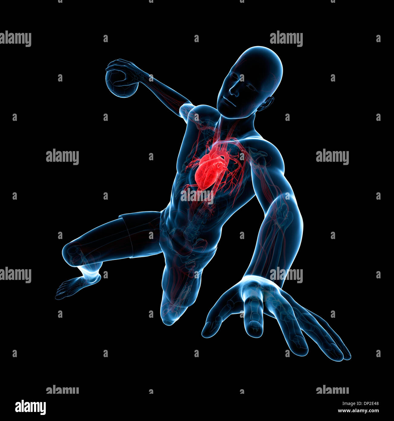 Anatomy of handball player hi-res stock photography and images - Alamy
