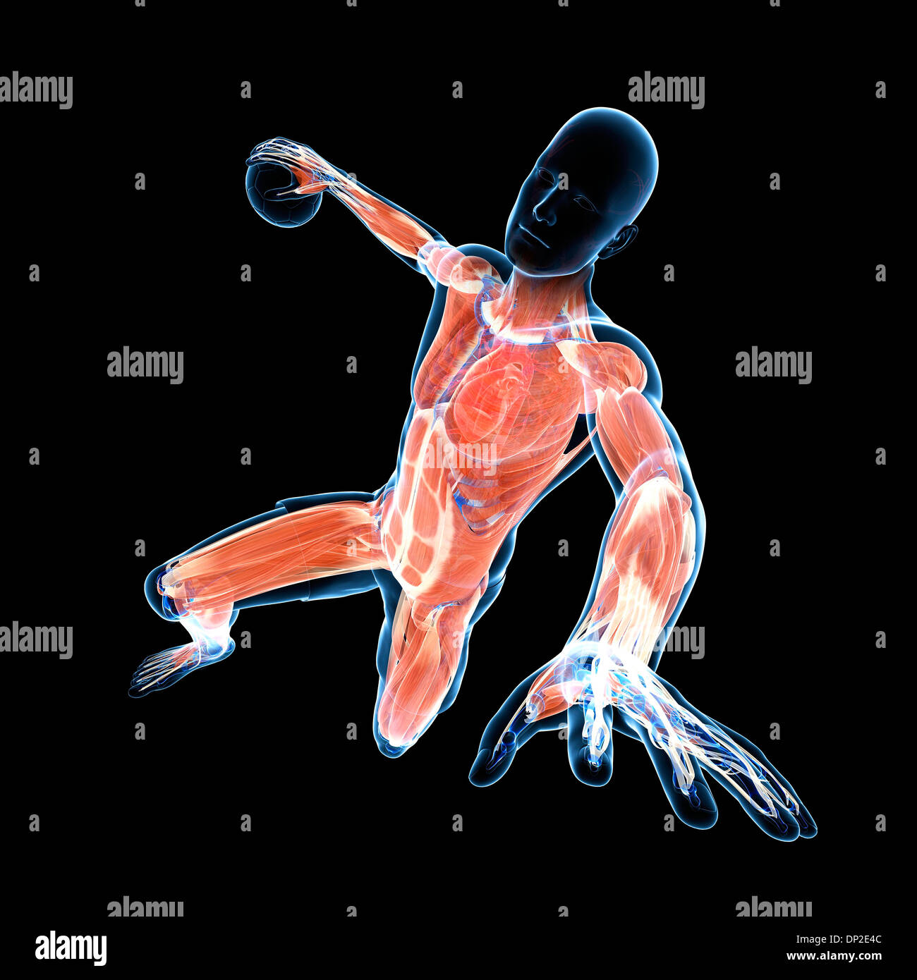 Anatomy of handball player hi-res stock photography and images - Alamy