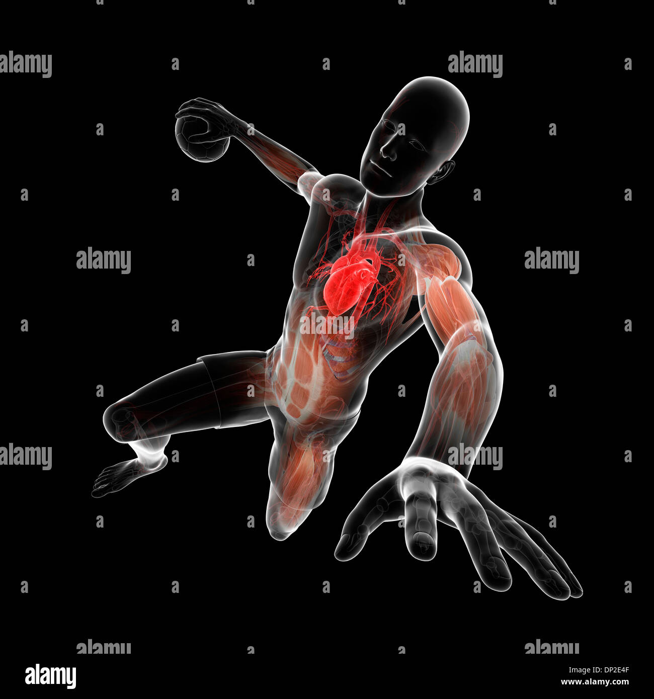 Anatomy of handball player hi-res stock photography and images - Alamy