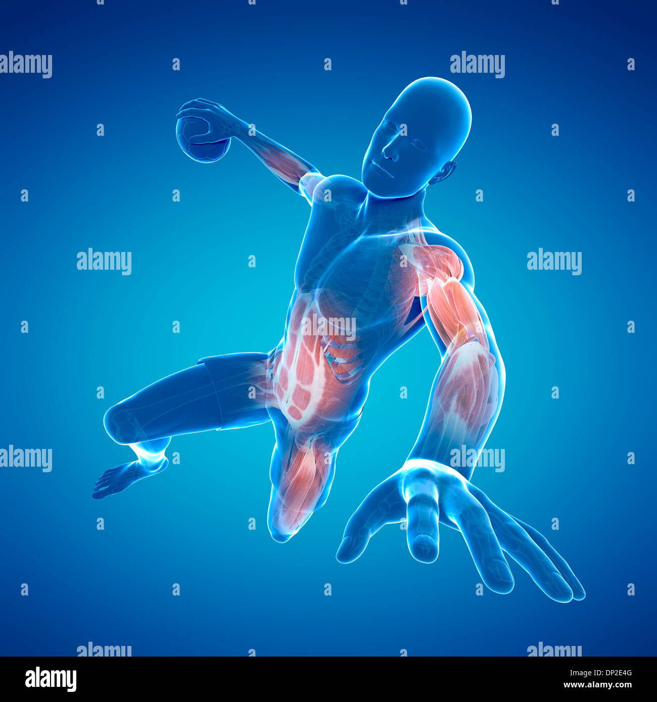 Anatomy of handball player hi-res stock photography and images - Alamy