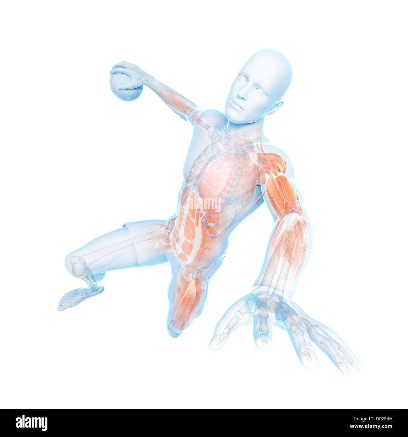 Anatomy of handball player hi-res stock photography and images - Alamy