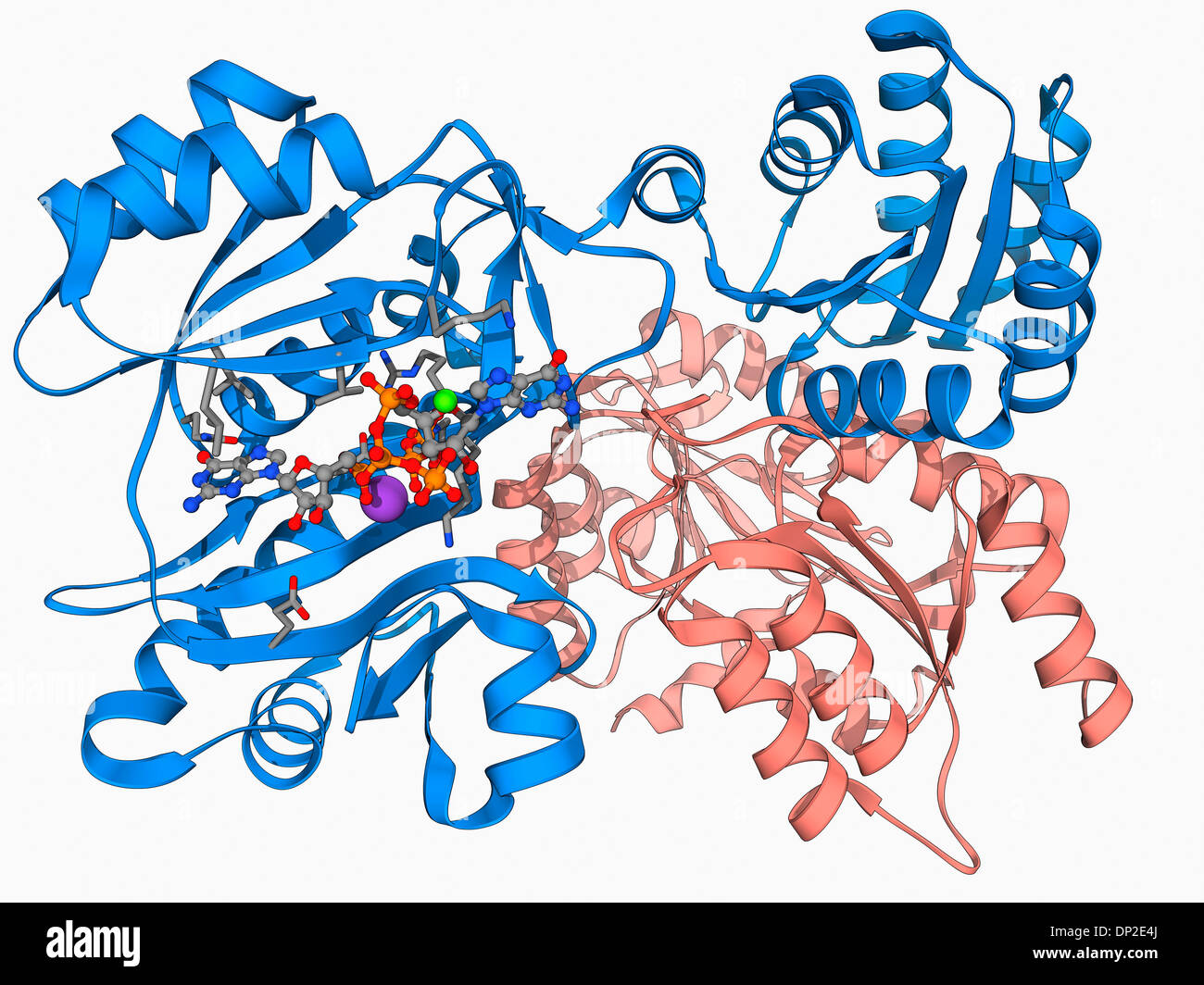 Succinyl coa hi-res stock photography and images - Alamy