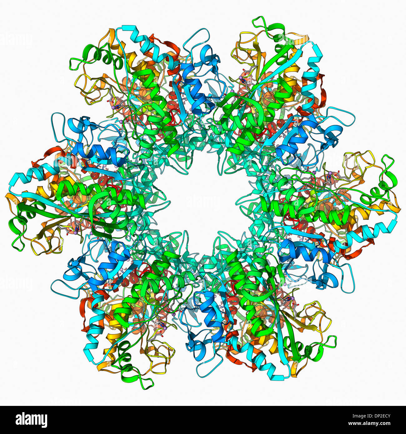 Glutamine synthetase enzyme hi-res stock photography and images - Alamy