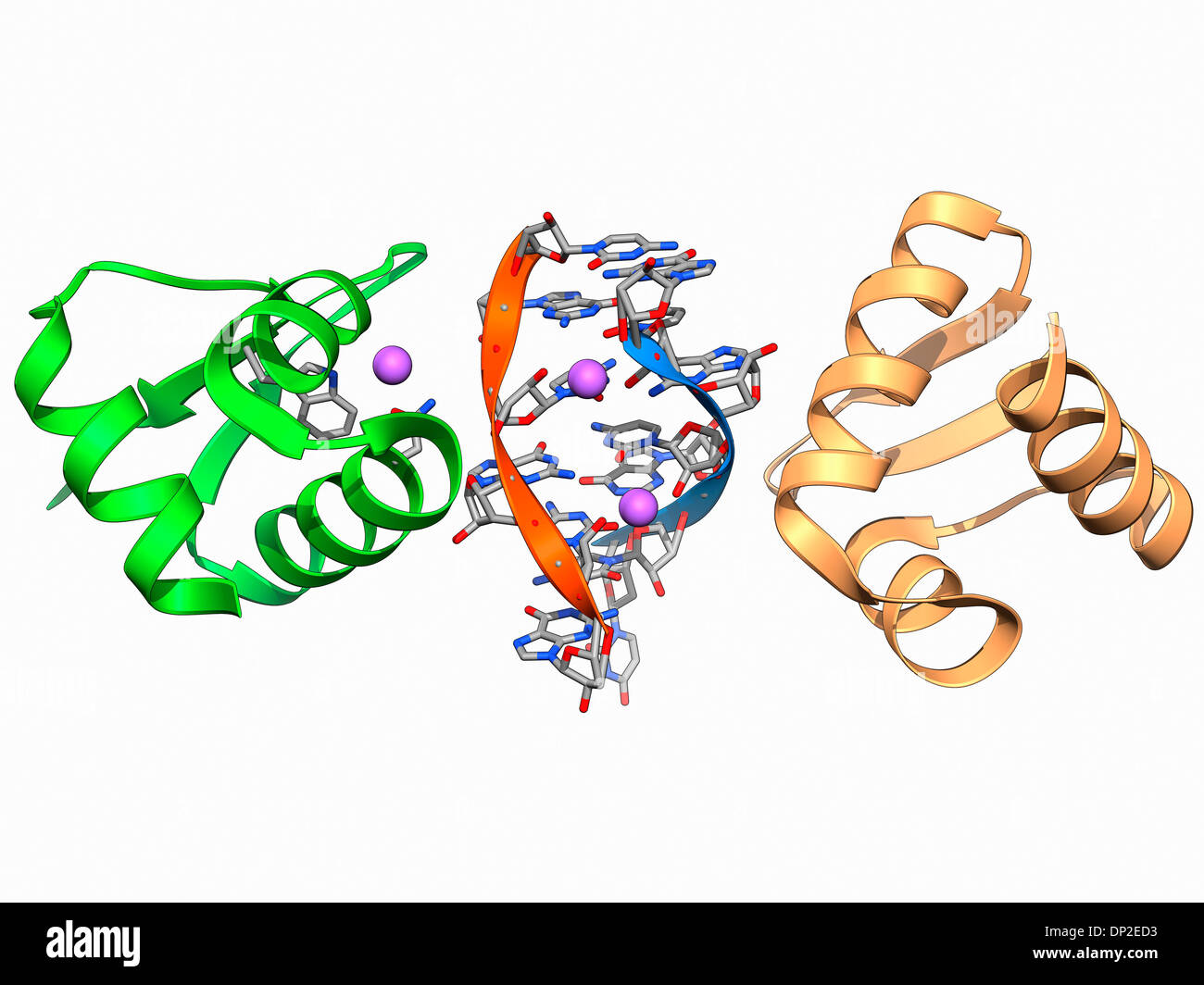 Rna model structure hi-res stock photography and images - Alamy