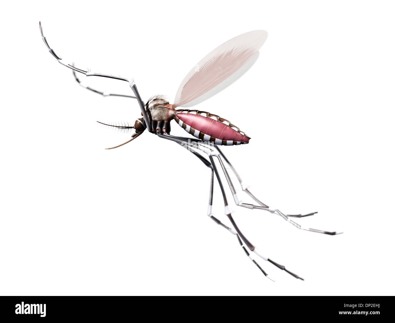 Mosquito is flying hi-res stock photography and images - Alamy