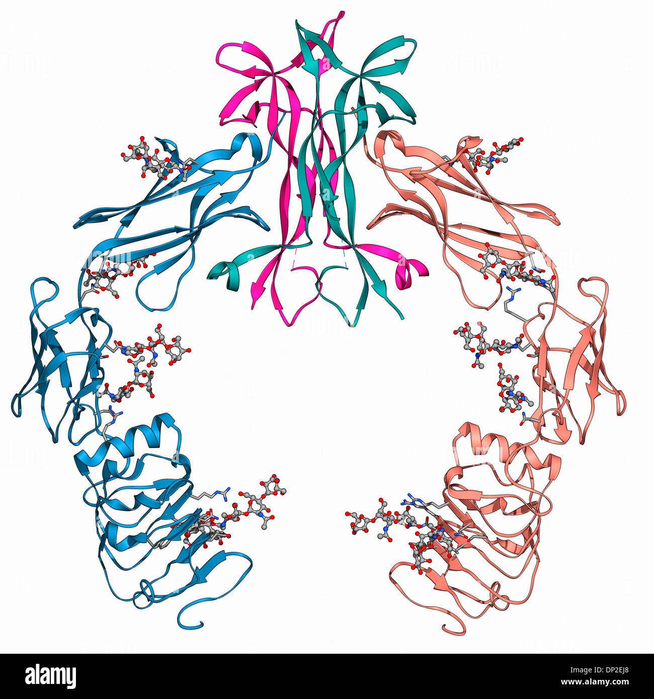 Nerve growth factor hi-res stock photography and images - Alamy