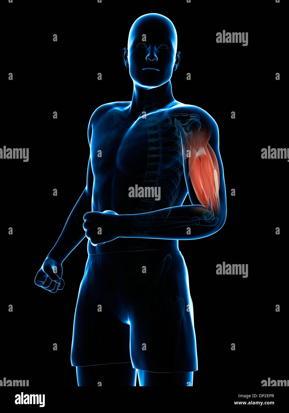 Male front anatomy hi-res stock photography and images - Alamy