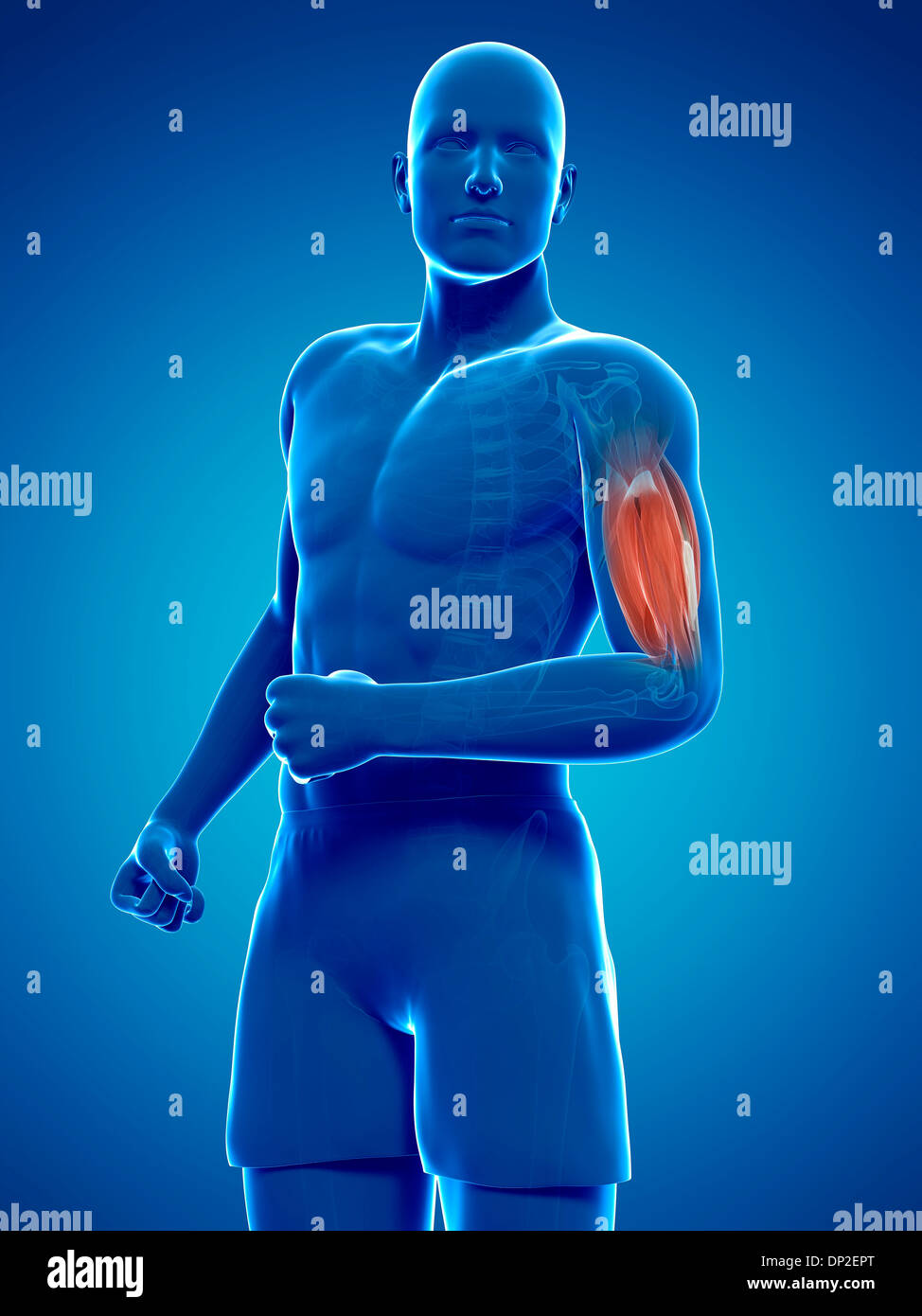 Male front anatomy hi-res stock photography and images - Alamy