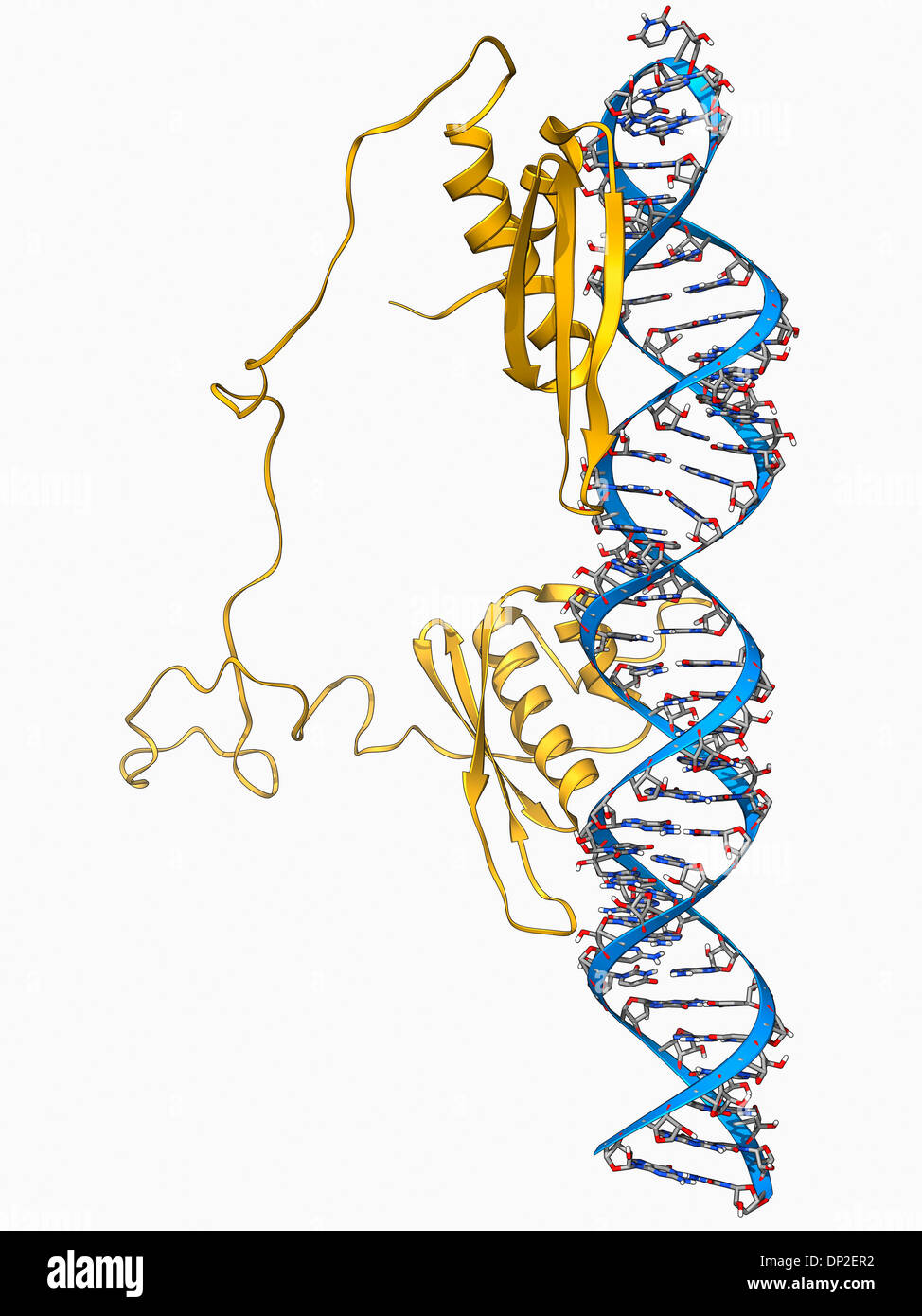 Rna binding Cut Out Stock Images & Pictures - Alamy