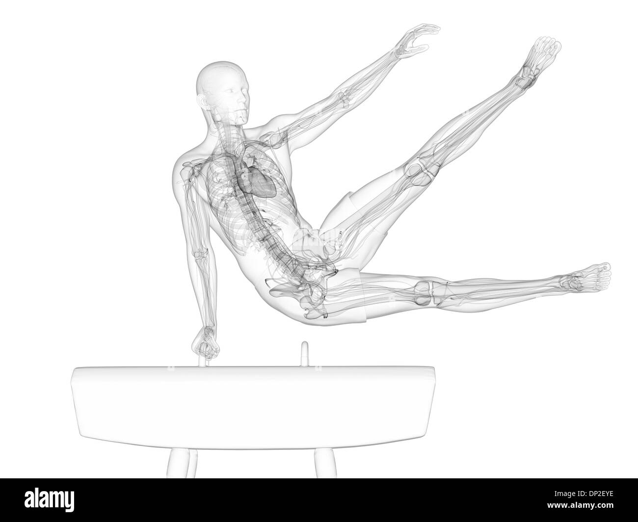 Skeleton anatomy sport male gymnastics hi-res stock photography and ...