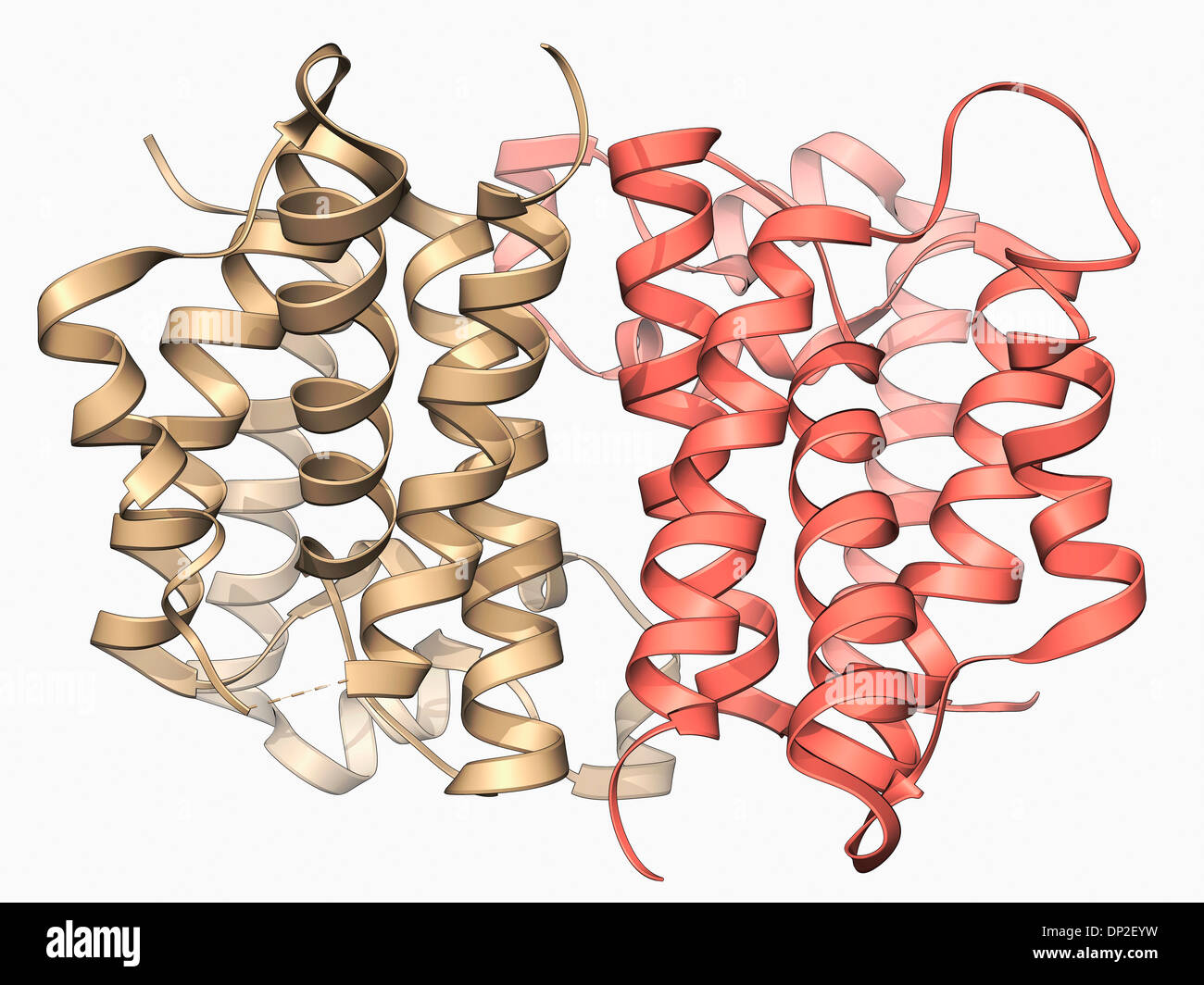 Protease Enzyme Structure