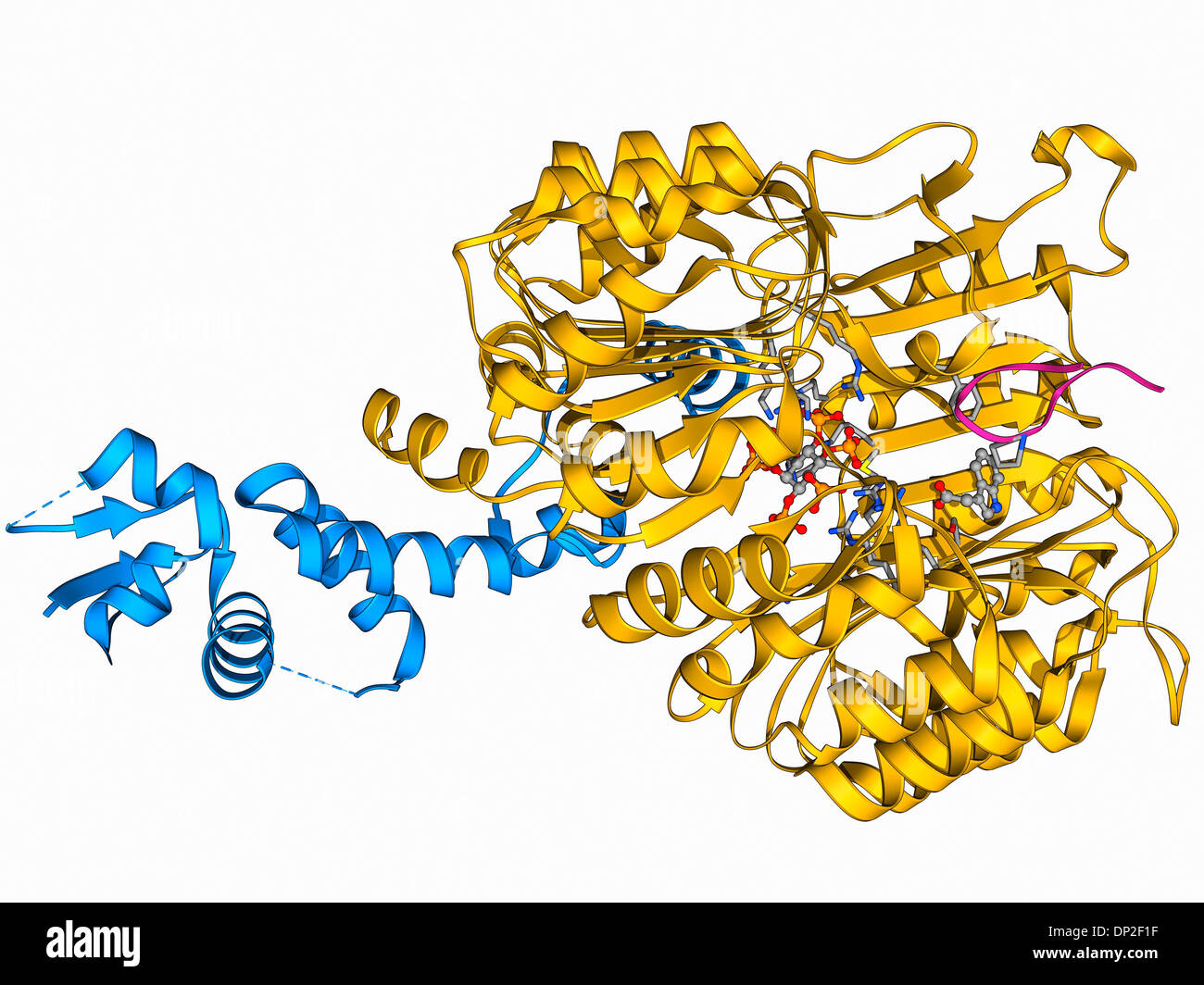 Transport inhibitor response 1 protein Stock Photo - Alamy