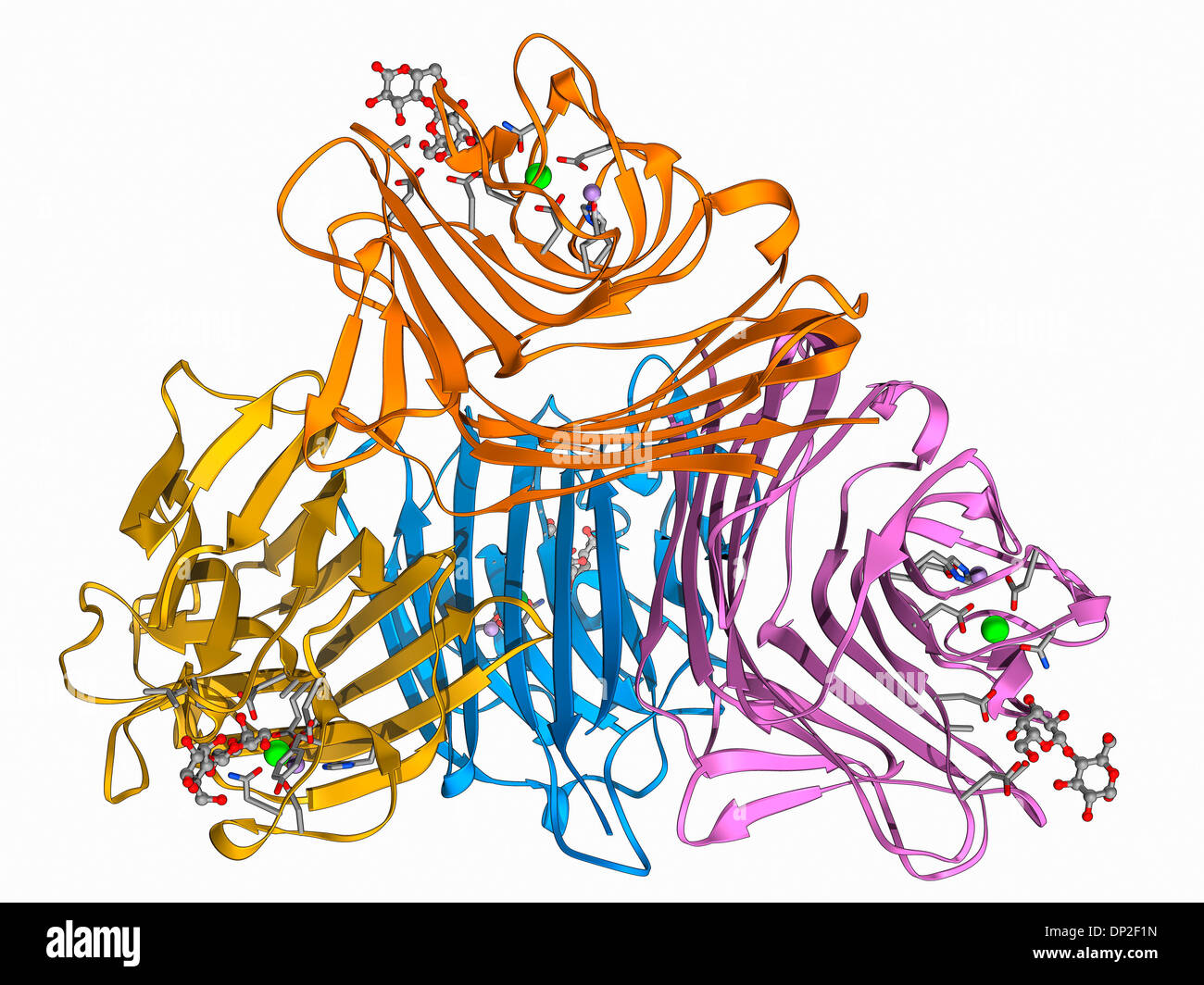 Lactose binding protein molecule Stock Photo - Alamy