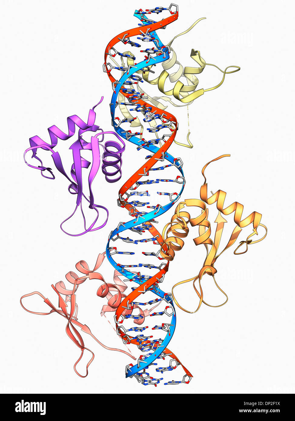 Interferon regulatory factor molecule Stock Photo - Alamy