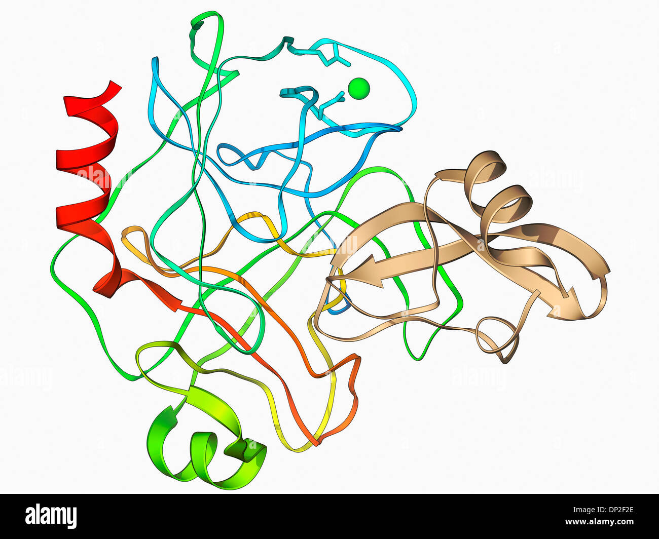 Trypsin molecule hi-res stock photography and images - Alamy