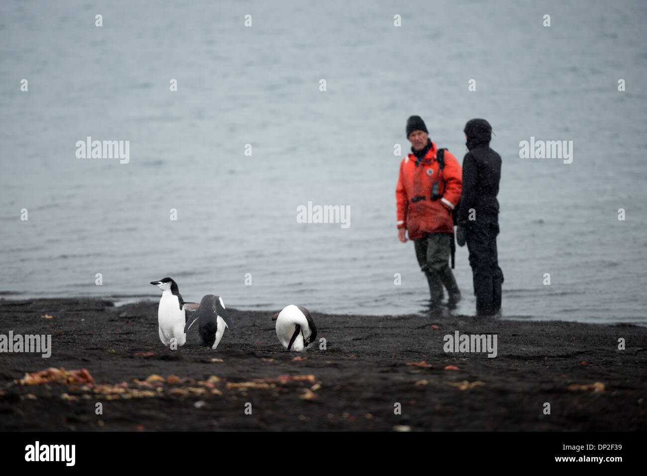 Antarctica deception island chinstrap hi-res stock photography and ...