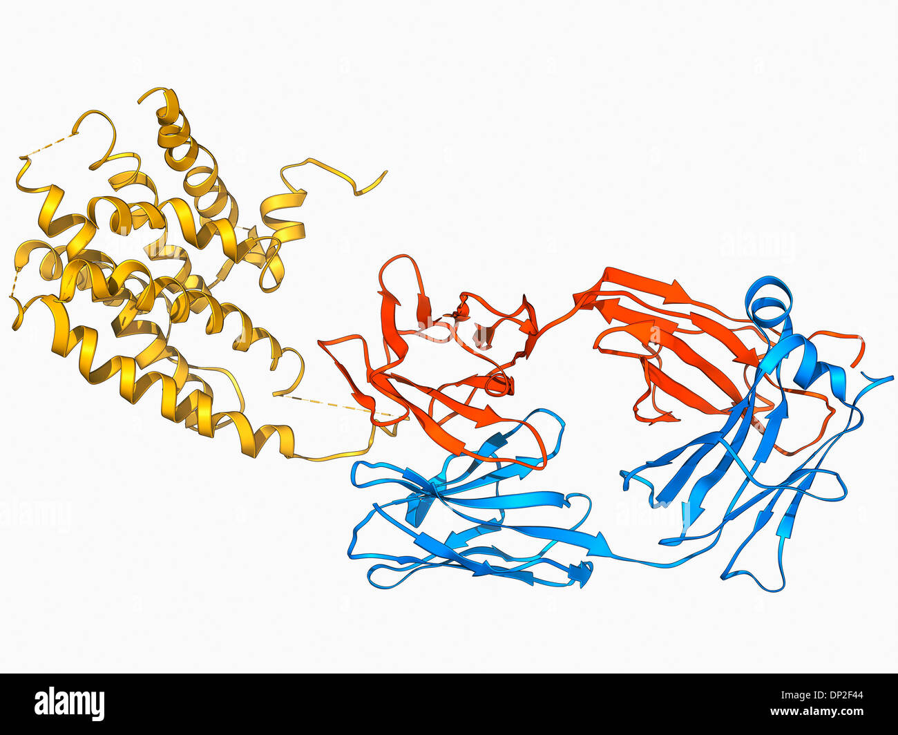 Beta adrenergic receptor hi-res stock photography and images - Alamy