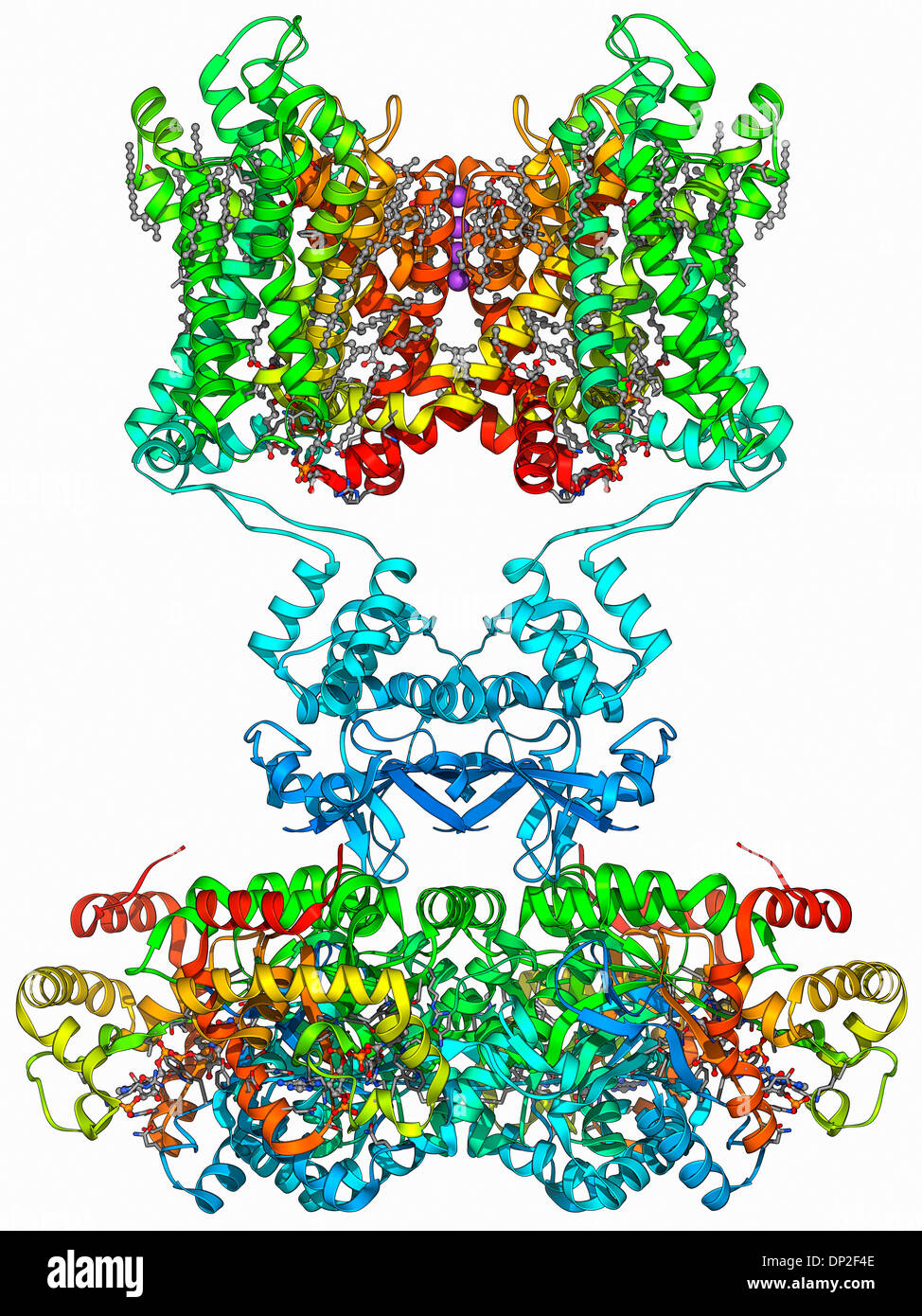 Voltage-gated potassium channel Stock Photo - Alamy