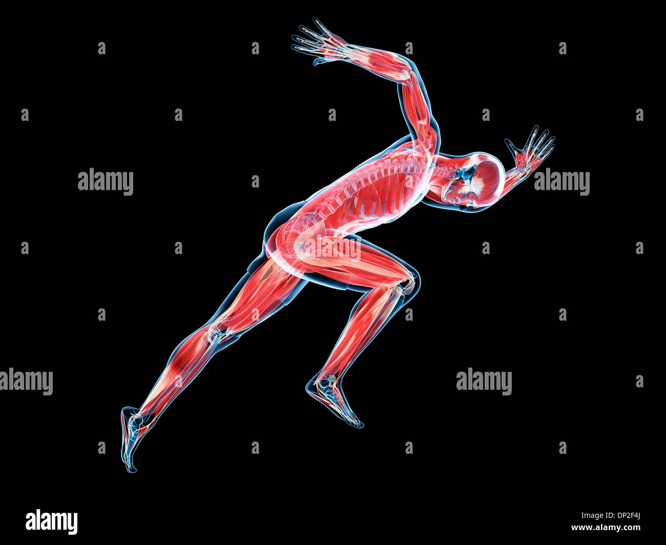 Body muscle anatomy sprinter hi-res stock photography and images - Alamy
