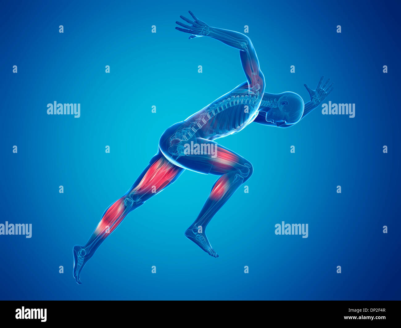 Body muscle anatomy sprinter hi-res stock photography and images - Alamy