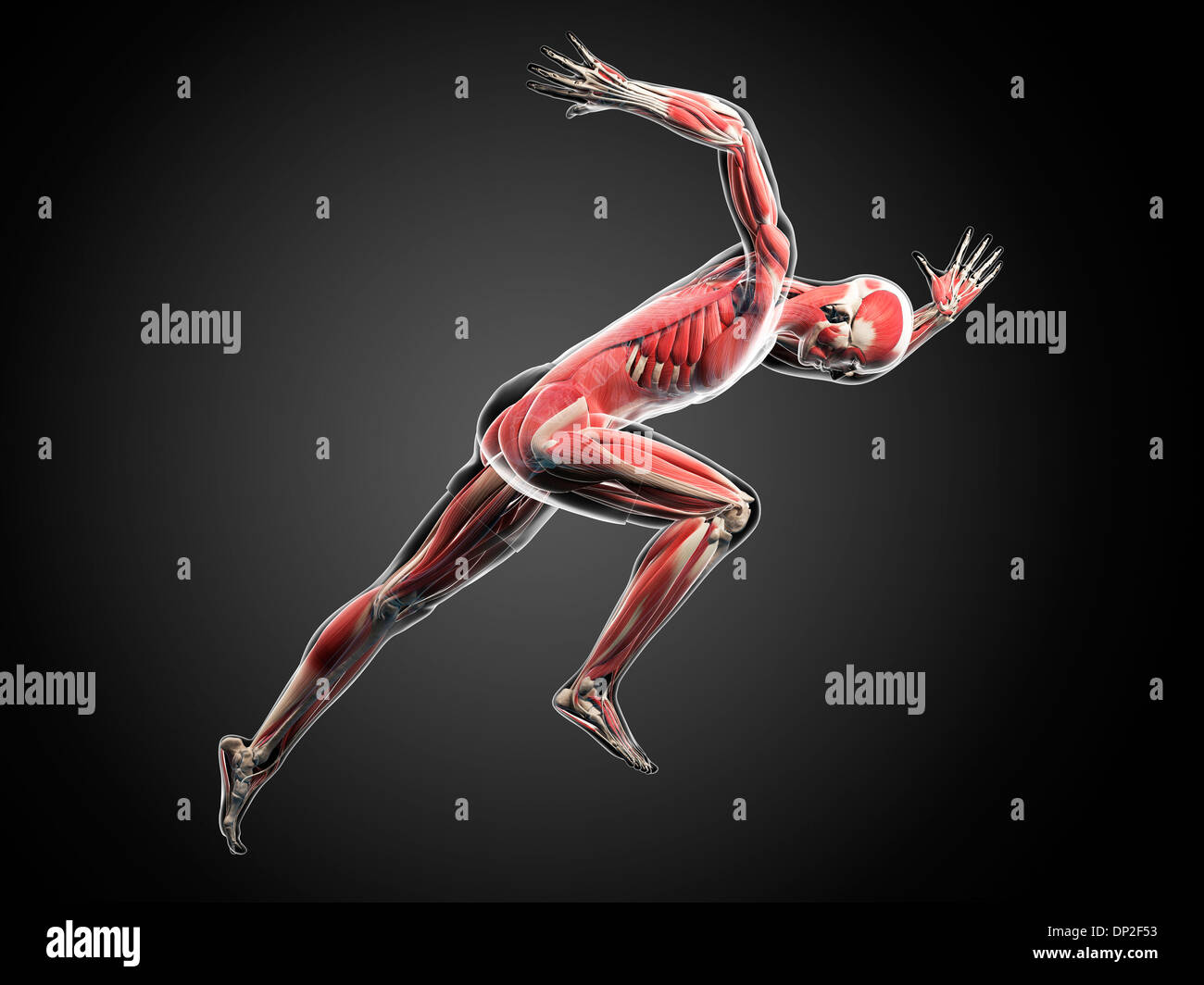 Body muscle anatomy sprinter hi-res stock photography and images - Alamy