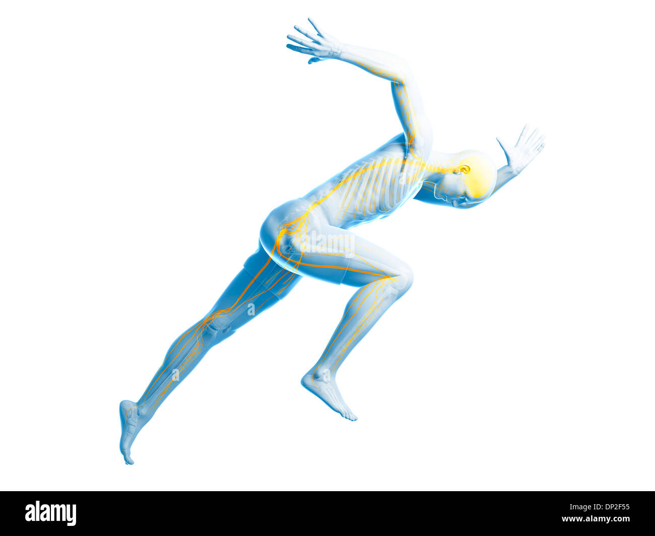 Male sprinter white background Cut Out Stock Images & Pictures - Alamy