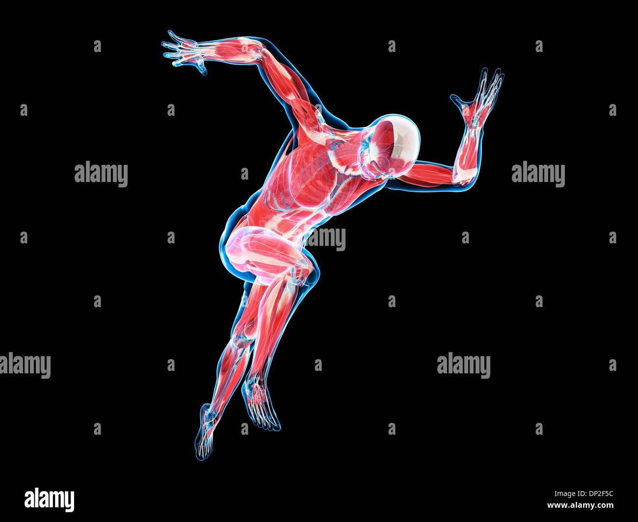 Body muscle anatomy sprinter hi-res stock photography and images - Alamy