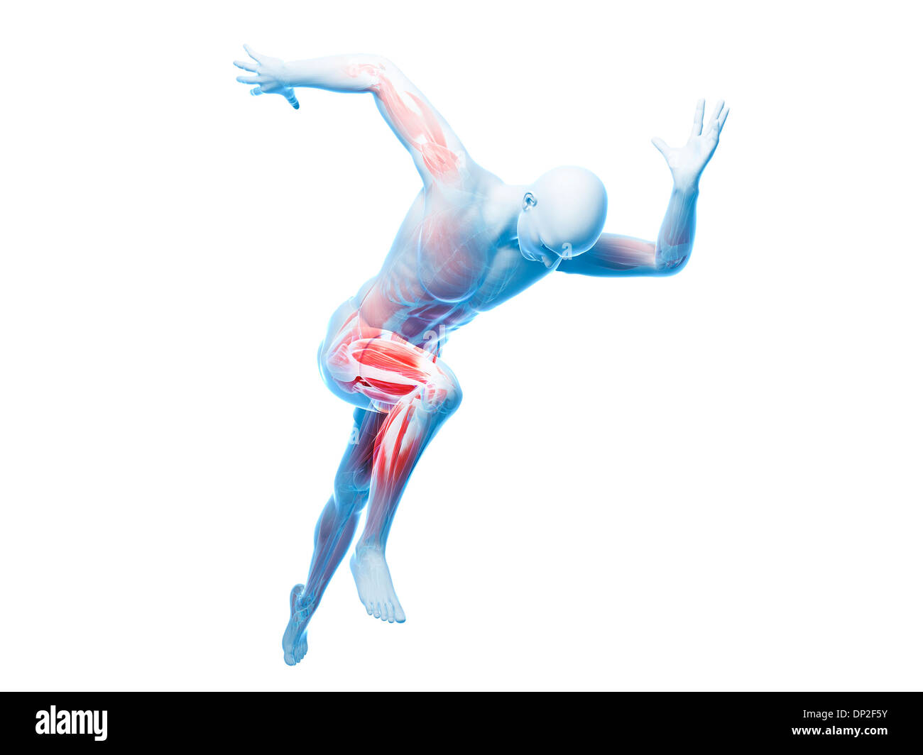 Body muscle anatomy sprinter hi-res stock photography and images - Alamy